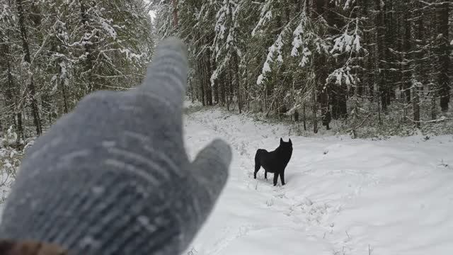 Проверка капканов. Нашли где куница. Бензиновый УАЗ на дизтопливе.