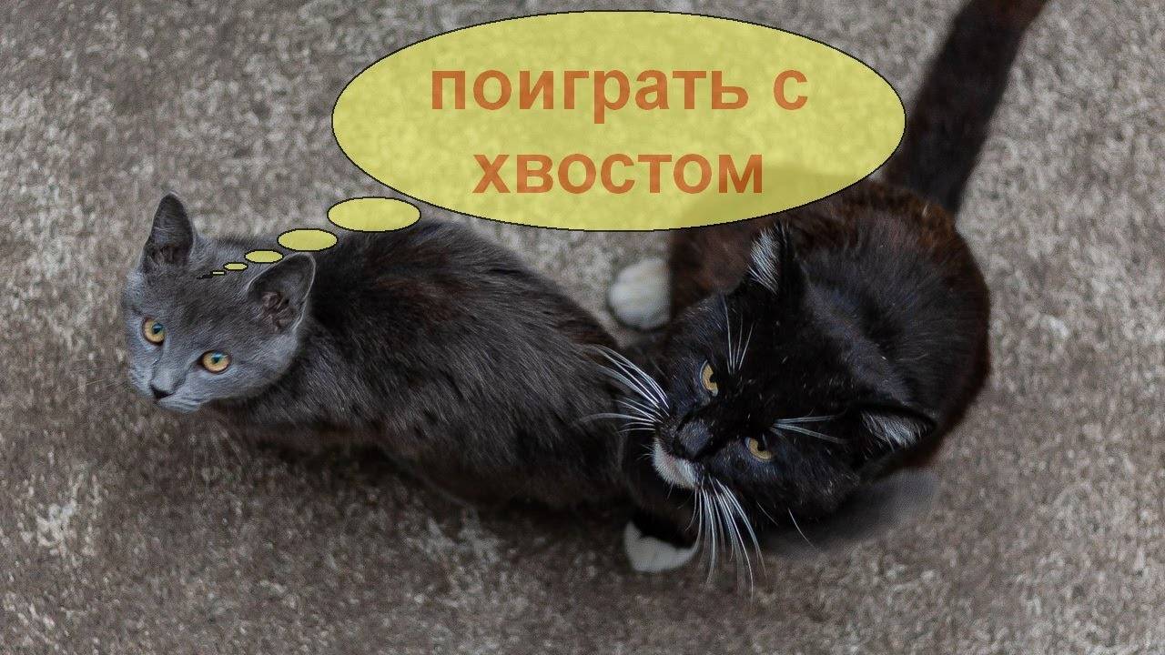 Игра с хвостом.