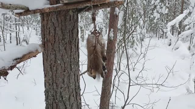 Проверка капканов на Буране. Сработали и капканы и ловушка. Куница есть.