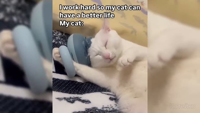 Смешные коты заокеанья, 2. Длинная версия