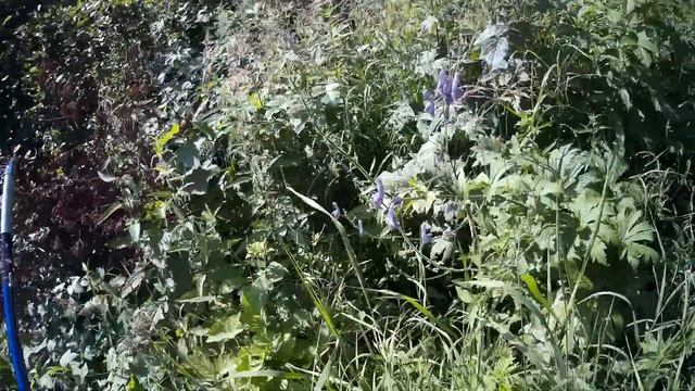 рыбалка.хариус.день второй:лоси вытоптали все берега.рыба есть и это радует