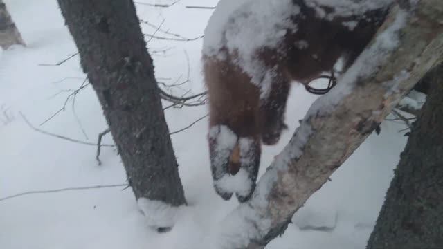 Охота. Проверка капканов на куницу.