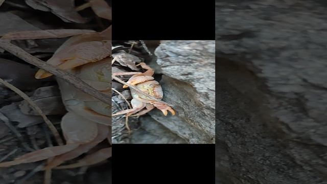 речной крабик в Турции