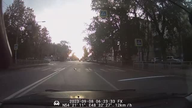 Голубь с интеллектом ))