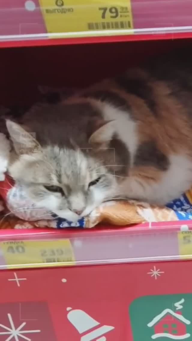 #Кот Витюша внештатный сотрудник не на пол ставки а на пол котелки #shorts