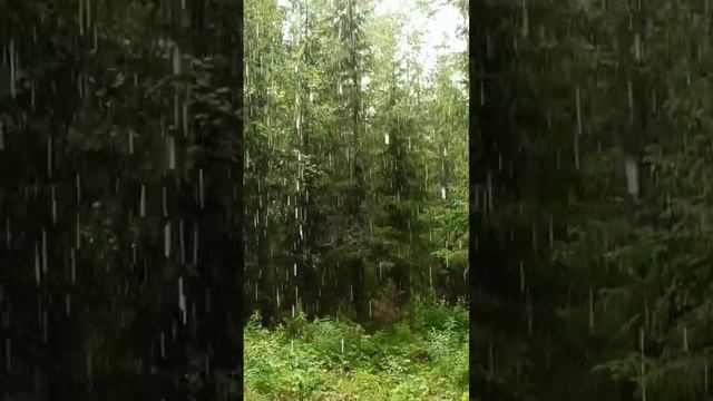 летний ливень ️️️