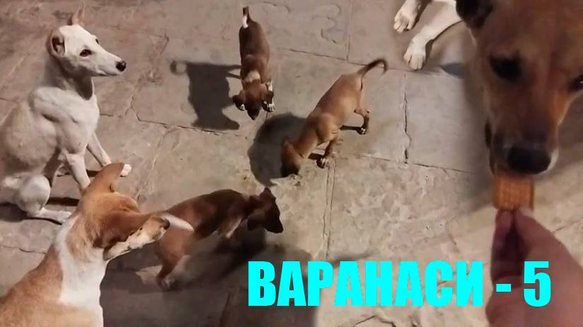 Варанаси. Кормить собак - хорошая карма. Что находится за Маникарникой? Почем дрова?