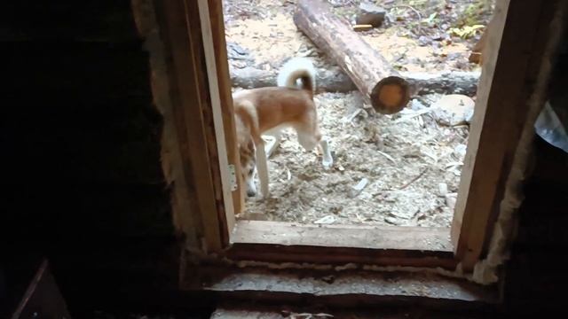 строительство зимовья. продолжение. суп из рябчика. печь в избе готова