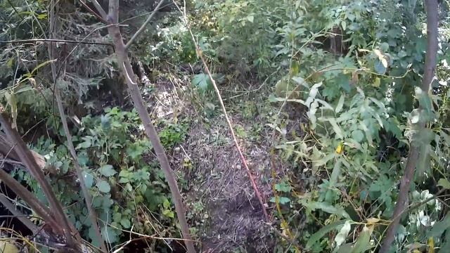 на рыбалку к избе.война с муравьями за территорию