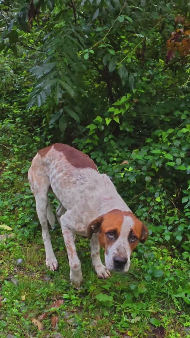 Бездомные #собаки Черноморского побережья Кавказа