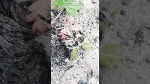 Поползновение пчелы, но уже не пчела Майя, а пчела Сентябринка)))