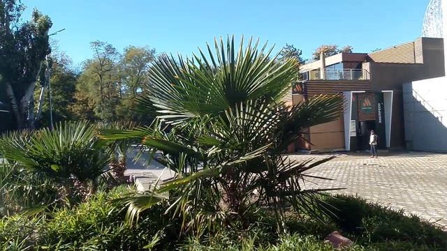 Маленькая пальма в Анапе