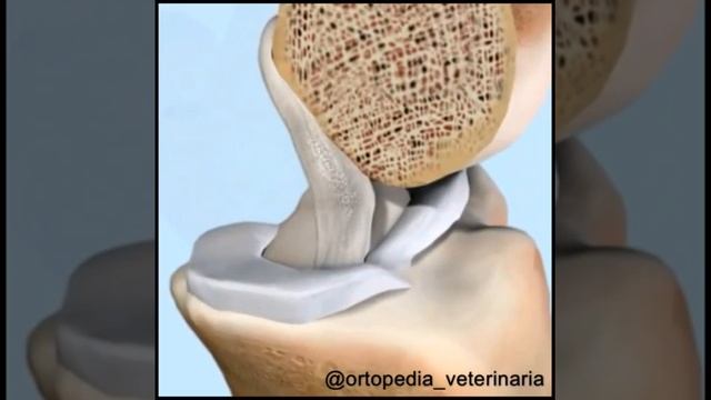 Как происходит разрыв передней крестообразной связки у собаки