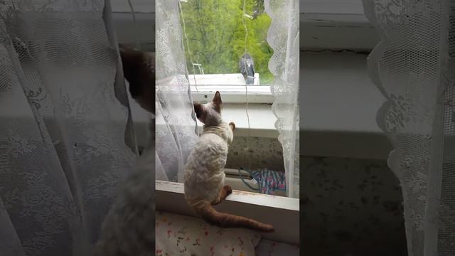 Опасная охота кошки на голубей #нашакошкаПальма