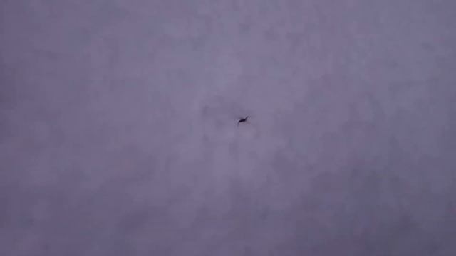 Последняя проверка капканов в 2020 году.Бросил лыжи и иду пешком.