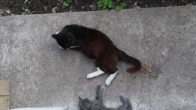 Живопырка и валериановый корень.