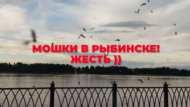 Мошки в Рыбинске! Жесть ))