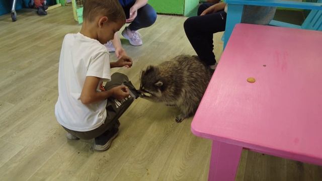 Парк енотов. Село Сизая, Хакасия