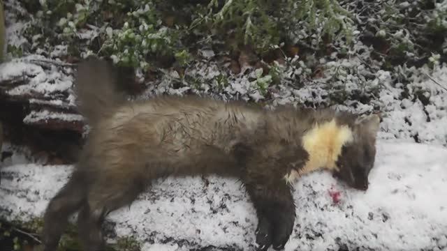 Охота. Проверка капканов на куницу. Собаки нашли куницу.