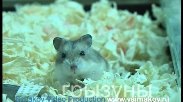 Презентационный фильм магазина "38 попугаев"