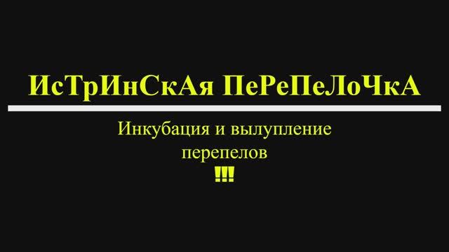Инкубация и вылупление перепелов #8