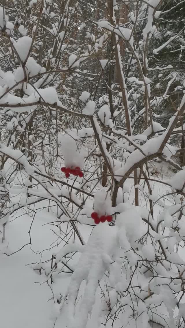 Зимой в лесу