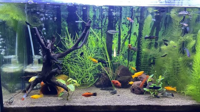 Моя история как я полюбила заниматься аквариумами