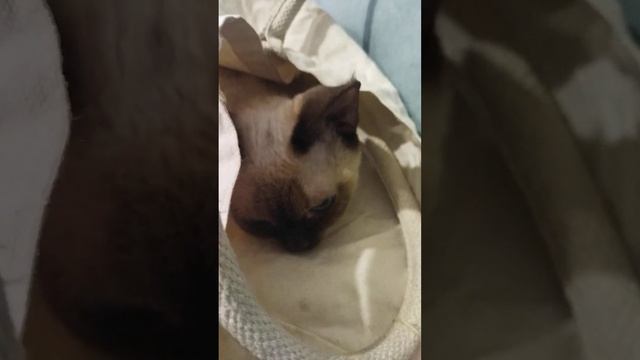 НАША КОШКА ПАЛЬМА ЛЮБИТ ЗАЛЕЗАТЬ В СУМКИ,МЕШКИ.КОРОБКИ. ВАШИ КОШКИ ТАК ЖЕ ЛЮБЯТ ЭТО ДЕЛАТЬ? #cat