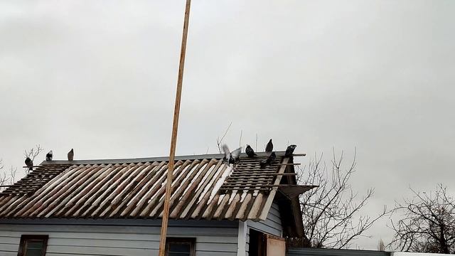 Николаевские голуби - обзор