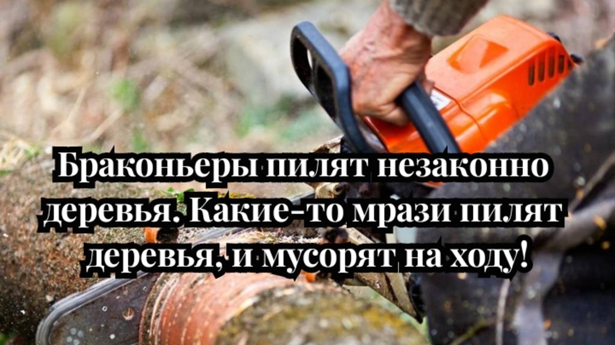 Браконьеры пилят незаконно деревья. Какие-то мр@зи пилят деревья, и мусорят на ходу!