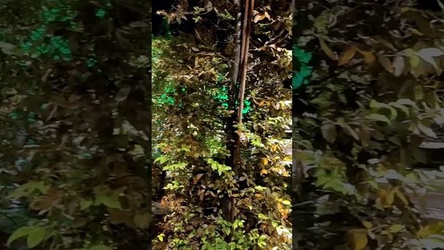 Парк имени Низами Гянджиеви в городе Дербент #дагестан