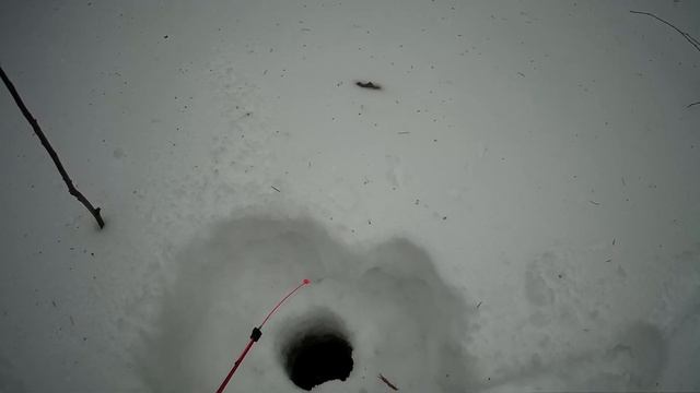 закрытие капканного сезона 21 22