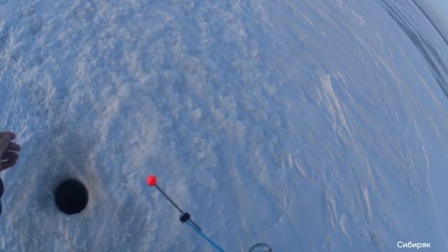 Зимняя рыбалка на Обском Море ( водохранилище) балансирами и мормышками в декабре 2024 год