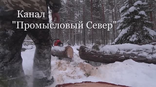 Дедовское испытание лаек по Лосю! Ждем ошейники c GPS модулем ARTELV TRACKER.