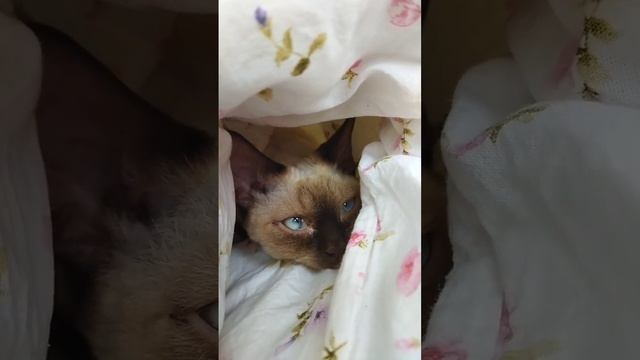 КОГДА ТВОЯ КОШЕЧКА БОЛЬНА... #нашакошкаПальма