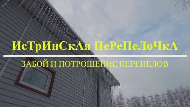 Забой и потрошение перепелов #10