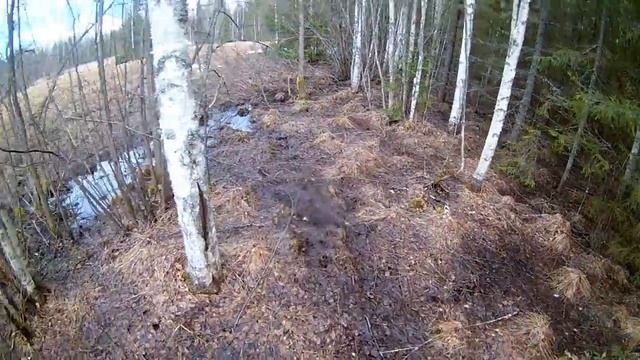 Весна в лесу