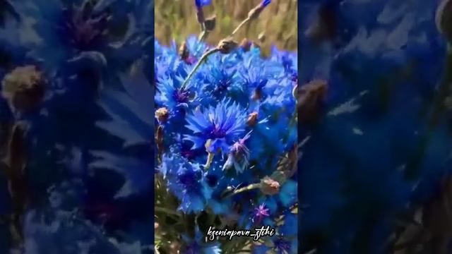 "Васильковое поле " стихи Ксении Павленко #автор #стихи #васильки #цветы #поэзия #природа