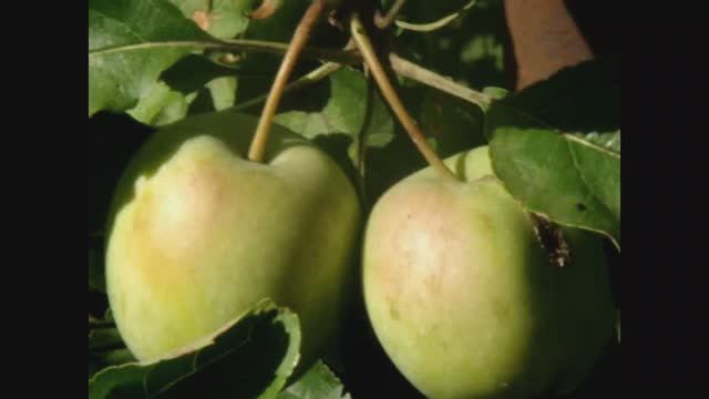 Мои родные в Украине, когда все были еще живы