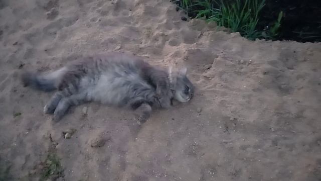 Кот-обольститель