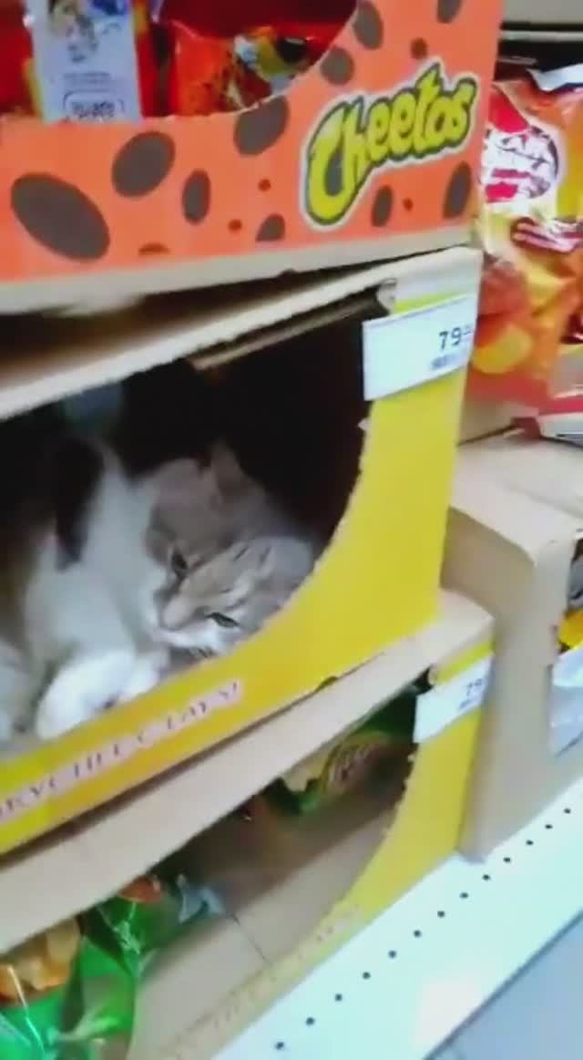 Работник месяца | Кот спит на прилавке магазина