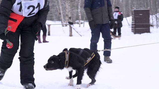 Соревнования IRON DOG