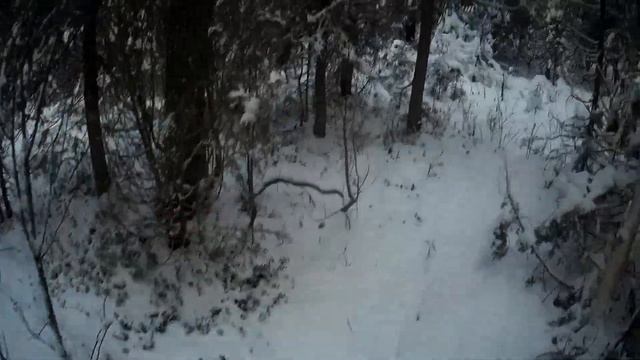 первая куница в сезоне