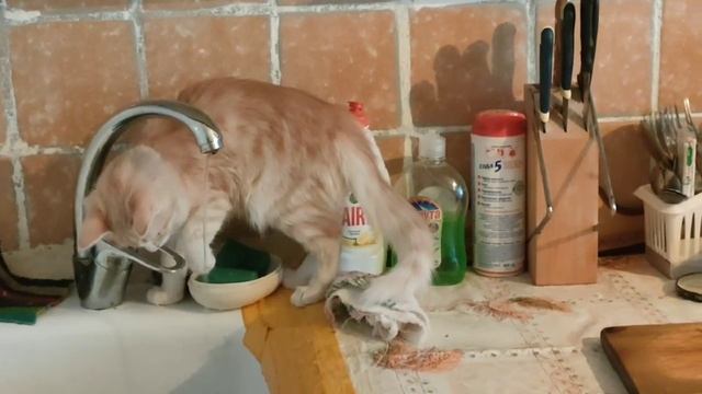 Белка и водопад