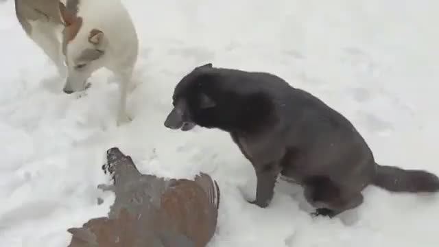 Установка капканов на куницу. Добыли глухаря.