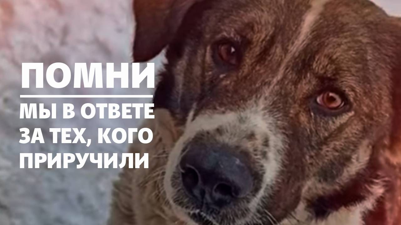 КАЖДЫЙ ИЗ НАС МОЖЕТ ПОМОЧЬ ХОТЯ БЫ ОДНОЙ #СОБАКЕ ♥️