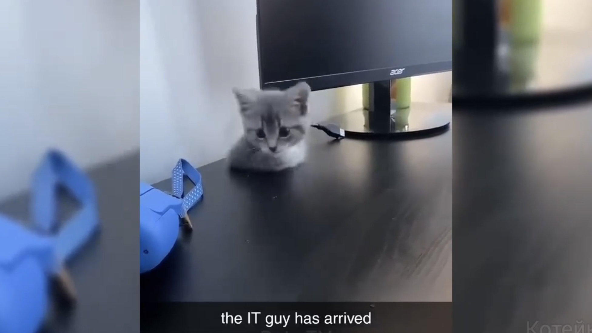 Смешные коты заокеанья, 1. Короткая версия