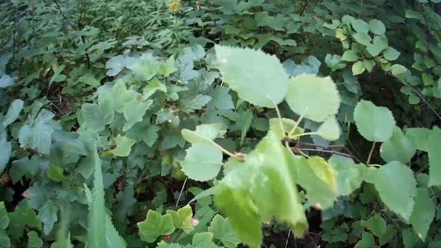 рыбалка.хариус.день третий:выезд домой