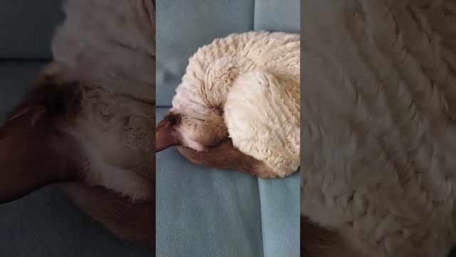 КОШКА СПИТ ОКОЛО 20 ЧАСОВ В СУТКИ #нашакошкапальма