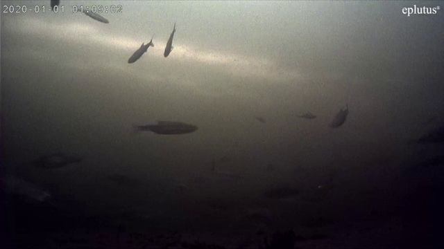 Испытание самодельной подводной камеры для поиска рыбы с функцией записи. 2